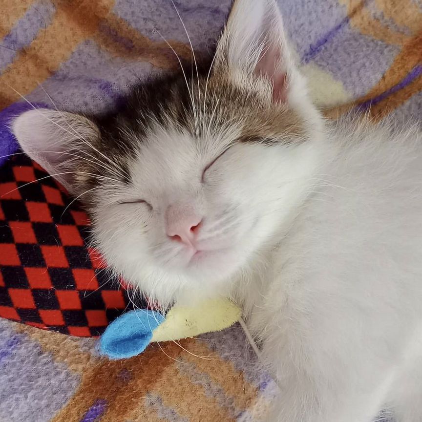 Томми крошка