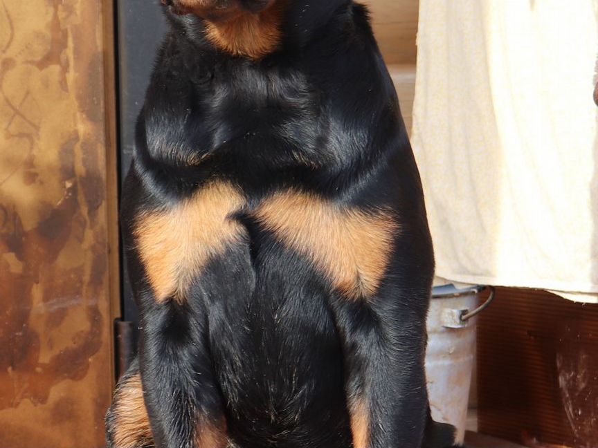 Ротвейлер мальчик подрощеный