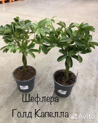 Шефлера Лузеана, Голд Капелла купить в Одинцово | Товары для дома и ...