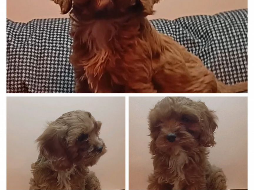 Щенки кавапу ф1