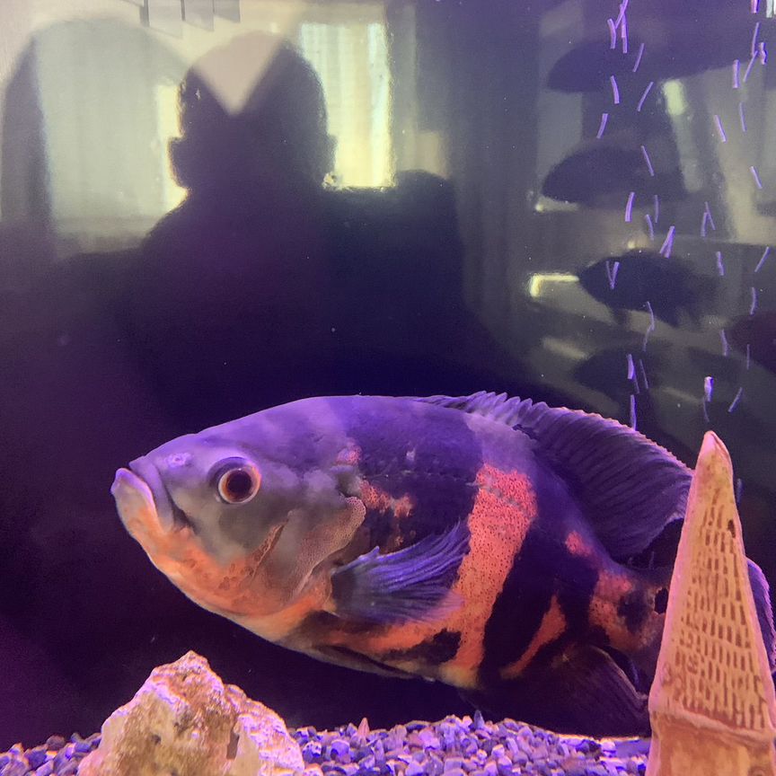 Рыбка астронотус