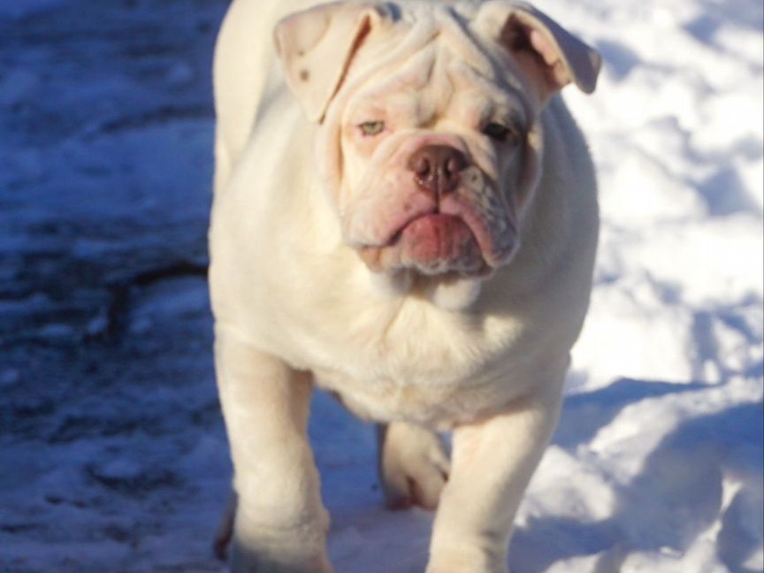 Английский бульдог, шикарная блондинка