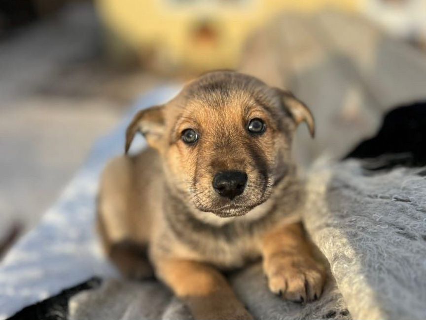 Щенки метисы Хаски