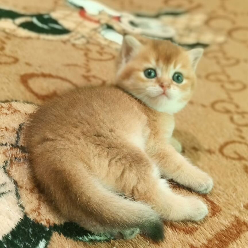 Котики золотая шиншилла