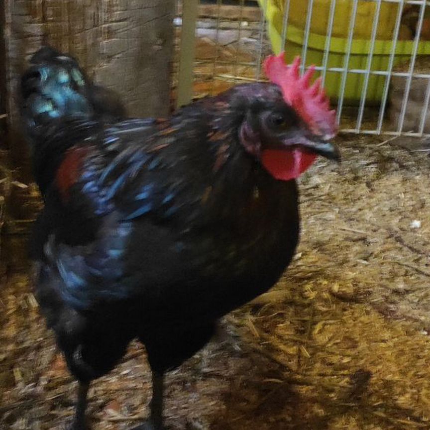 Молодые петухи