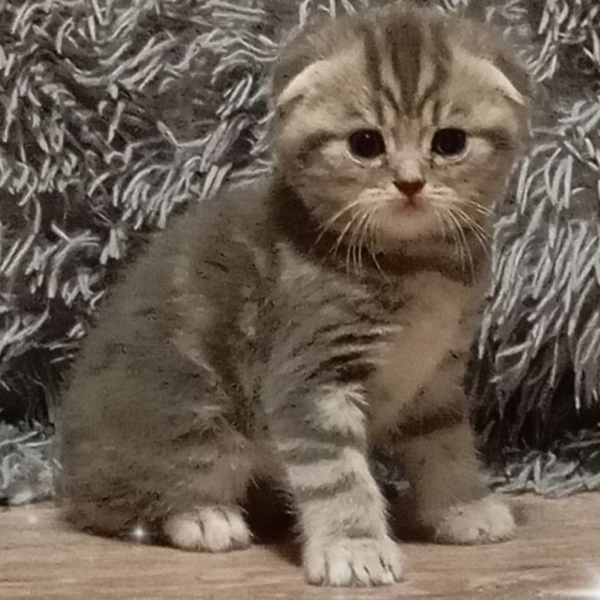 Шотландский вислоухий короткошёрстный котёнок