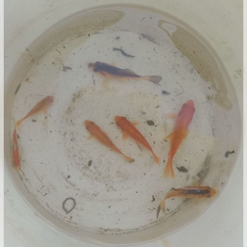 Рыбки для пруда