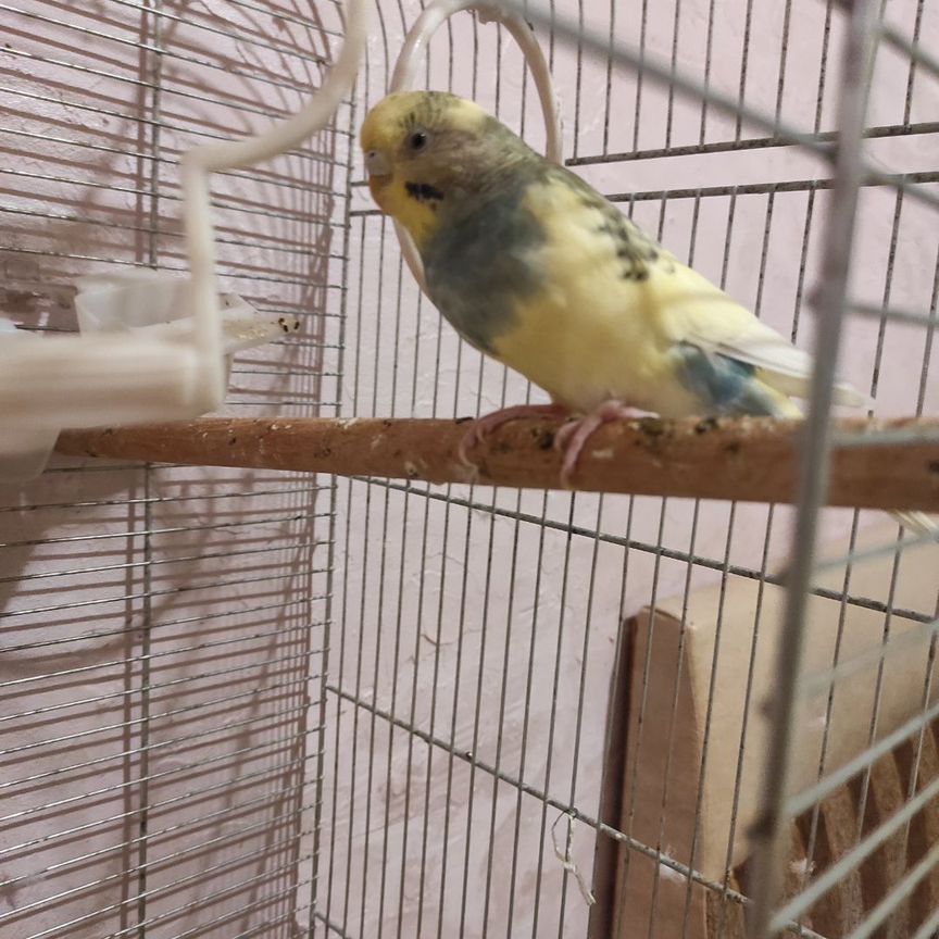 Волнистый попугай