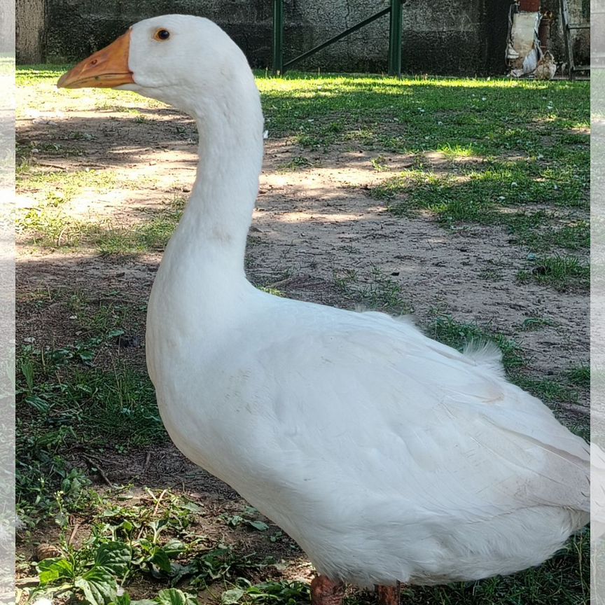 Продам гусей