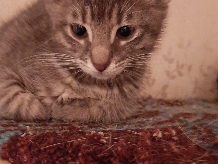 Котёнок Микки в добрые руки