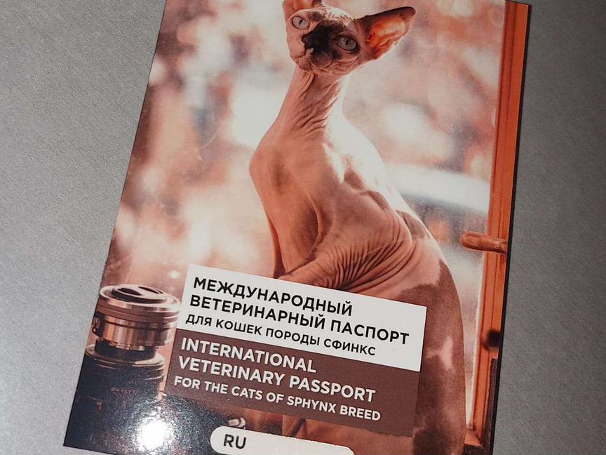 Паспорт для кота сфинкса