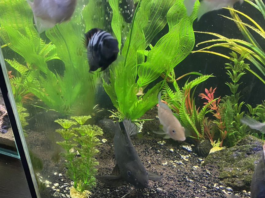 Аквариумные рыбки