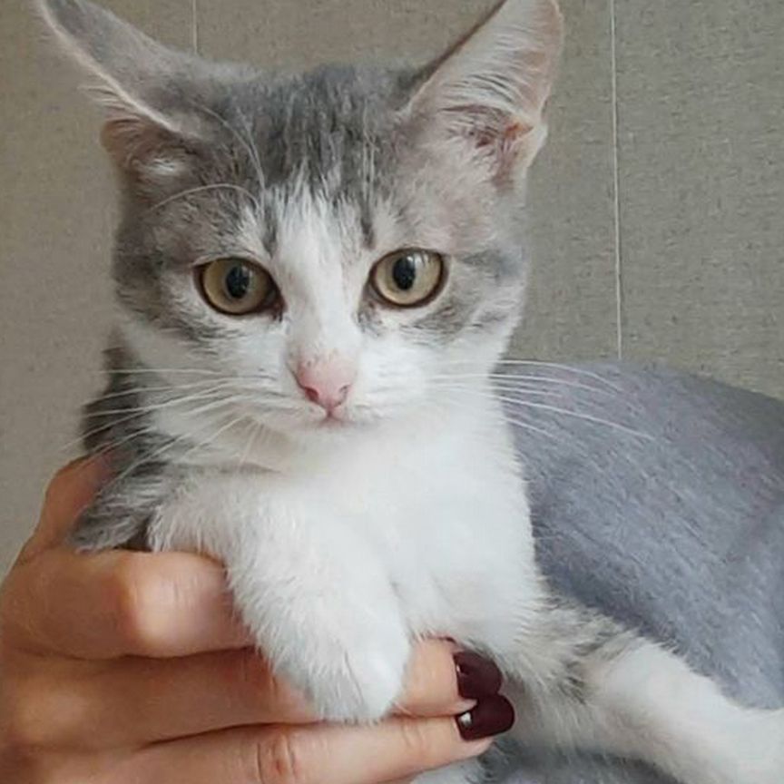 Котёнок в Добрые руки (девочка, 2,5мес.)
