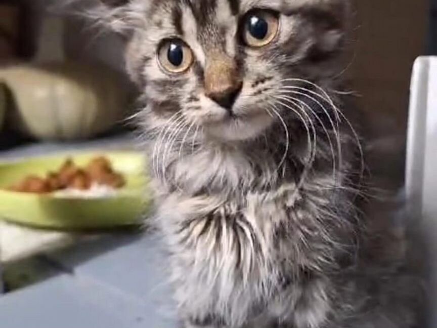 Котята сиротки в добрые руки