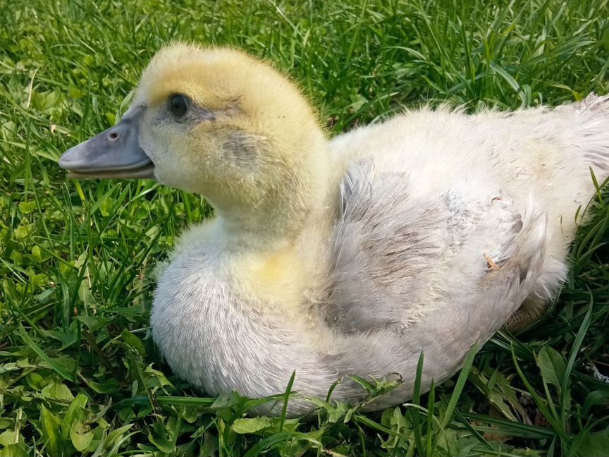 Подрощенные утята индоутки лаванда