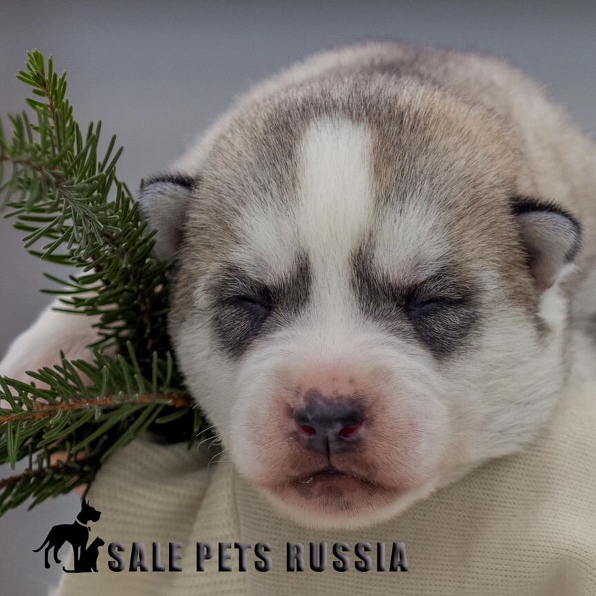 Сибирский хаски с документами РКФ