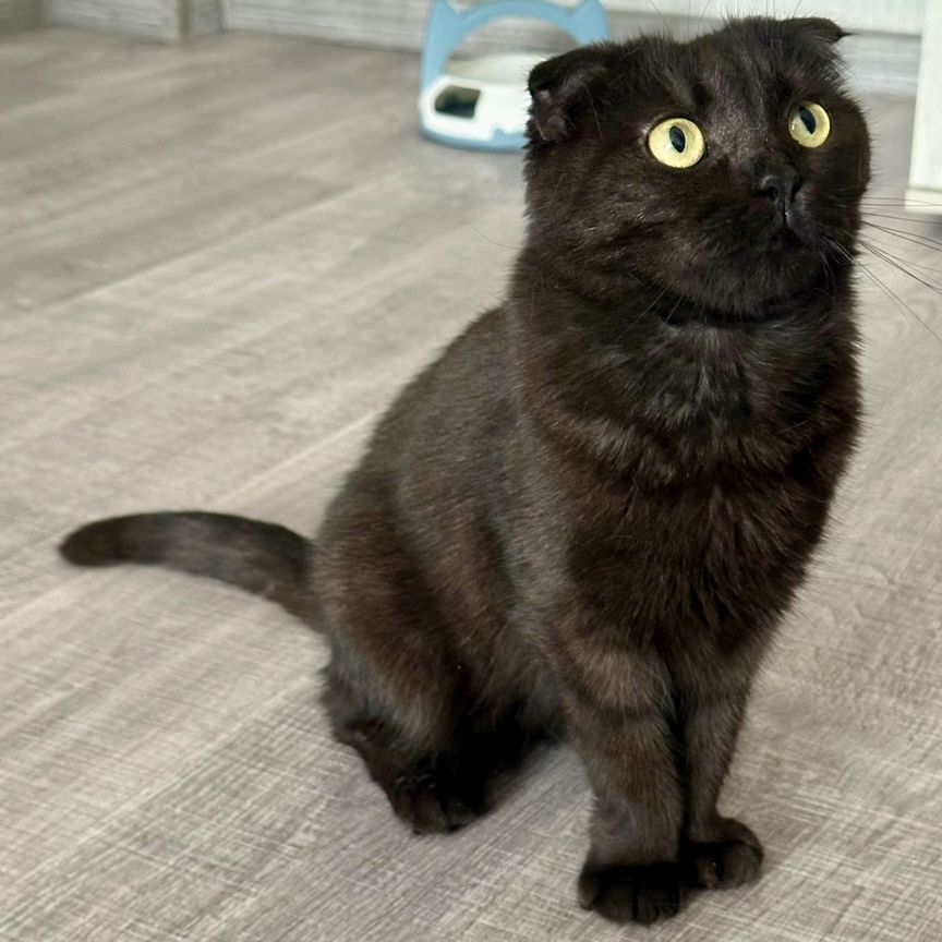 Шотландская вислоухая короткошёрстная, взрослая кошка