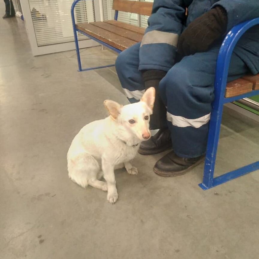 Собака маленькая