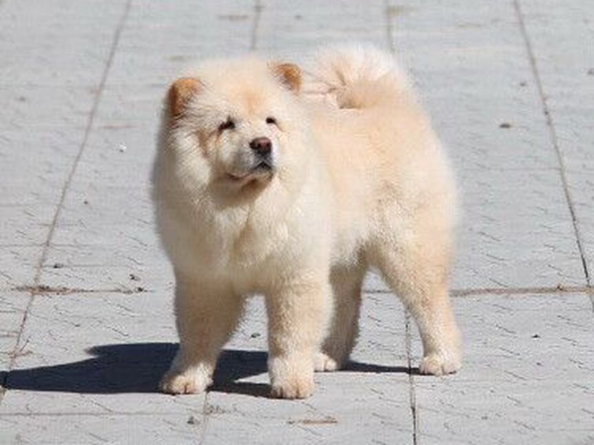 Чау-чау