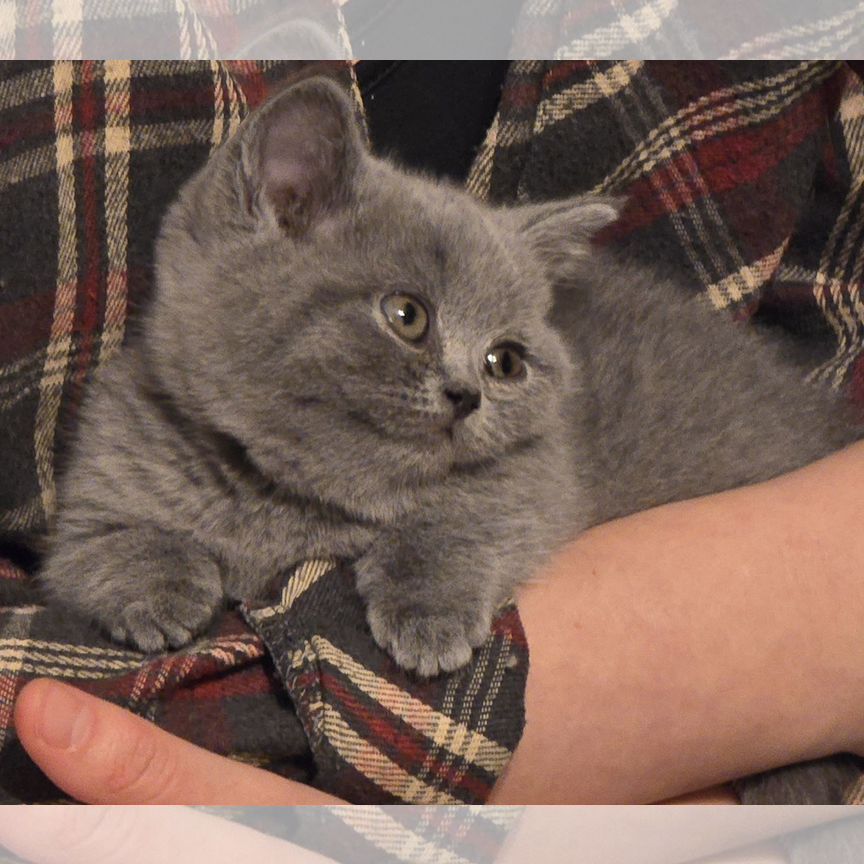 Британский короткошёрстный котёнок
