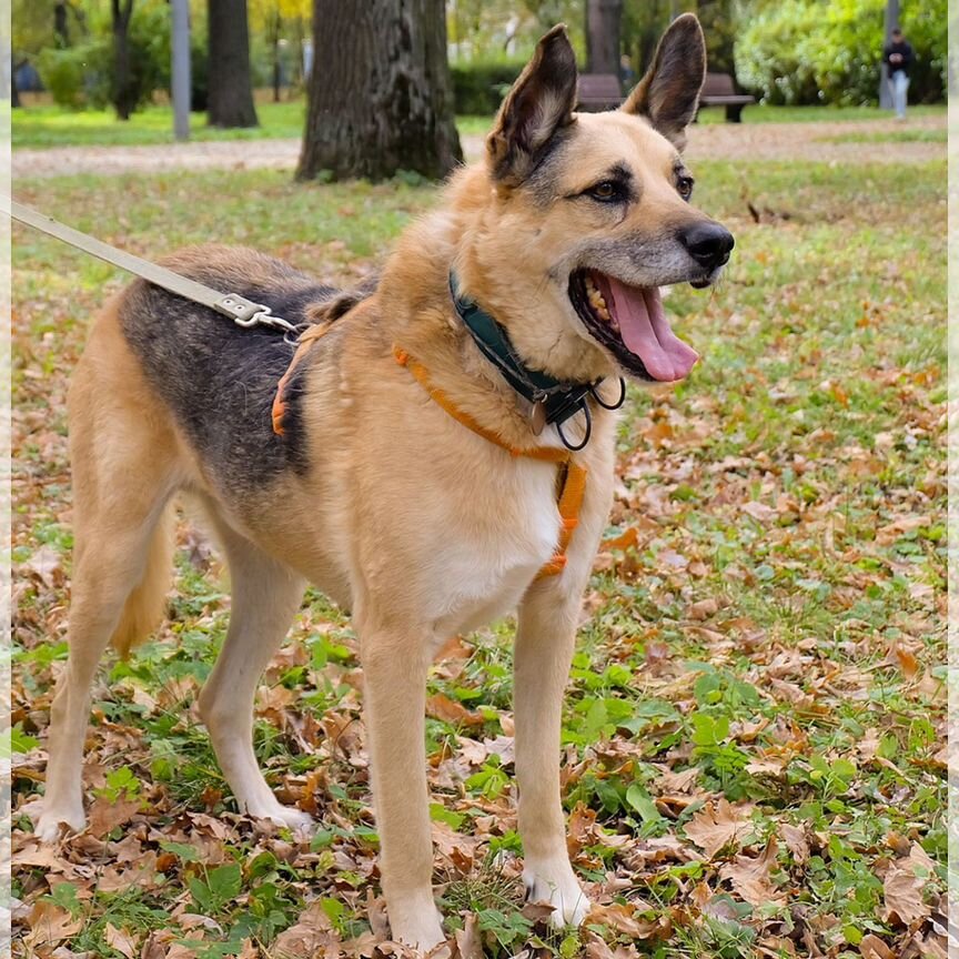 Взрослый пёс в добрые руки