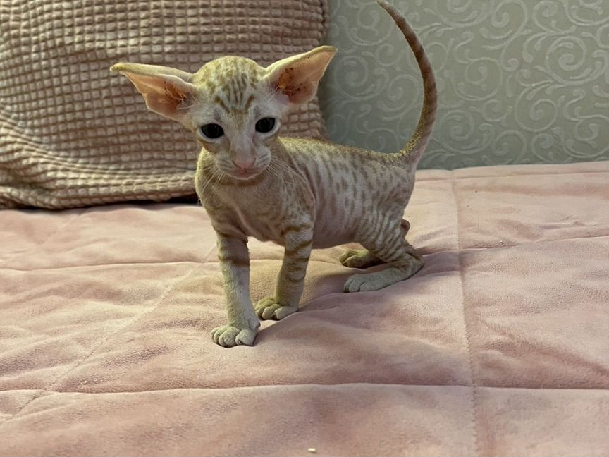 Ориентальные котята