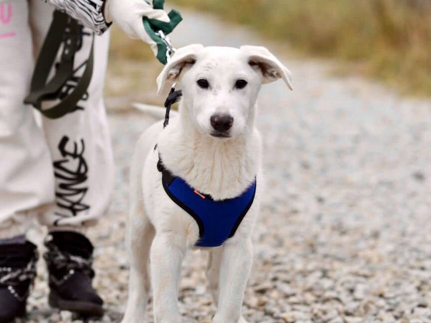 Щенок мальчик Рикки 4 мес ищет дом