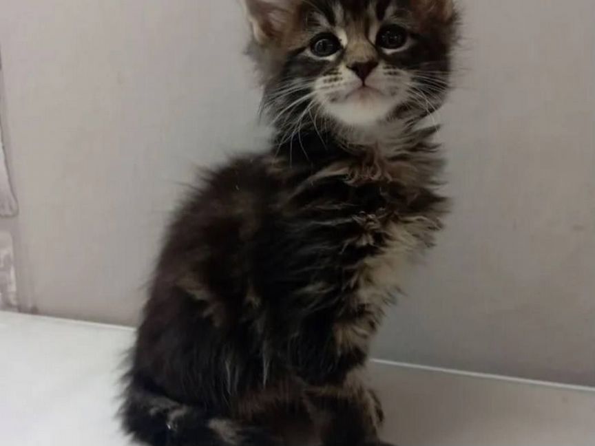 Котята мейн-кун