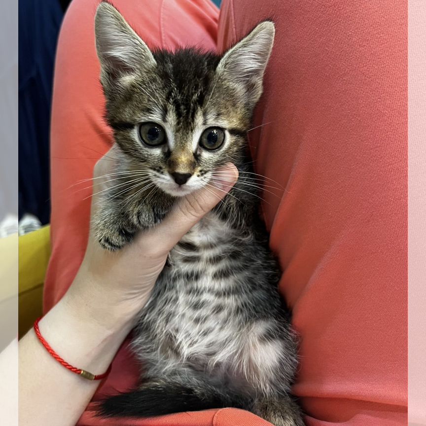 Котята в добрые руки бесплатно