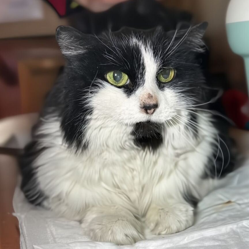 Взрослая, кошка в добрые руки