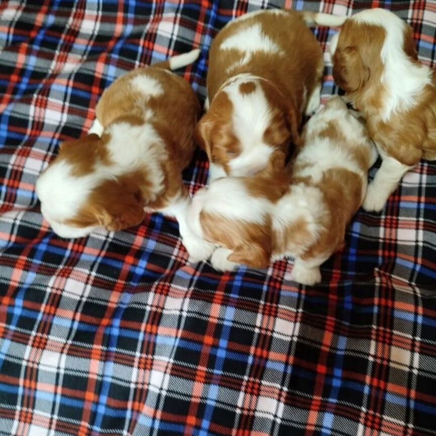 Кавалер кинг чарльз спаниель