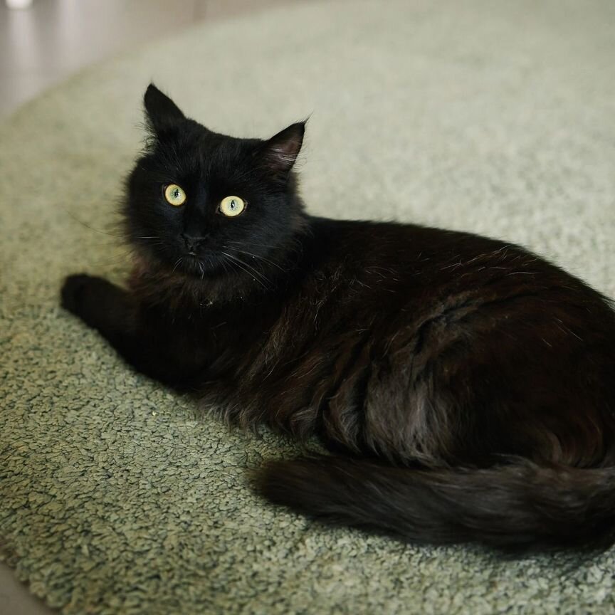 Котик Тимати ищет любимых людей