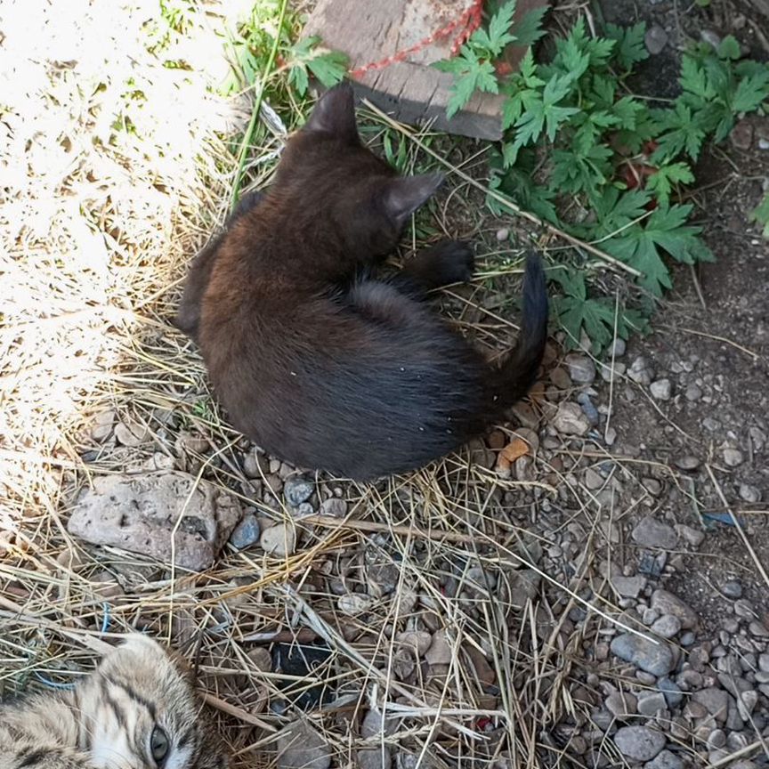 Котята в добрые руки
