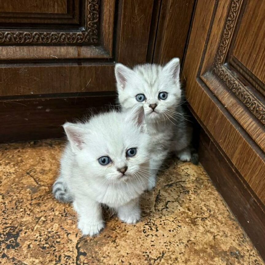 Британские котята