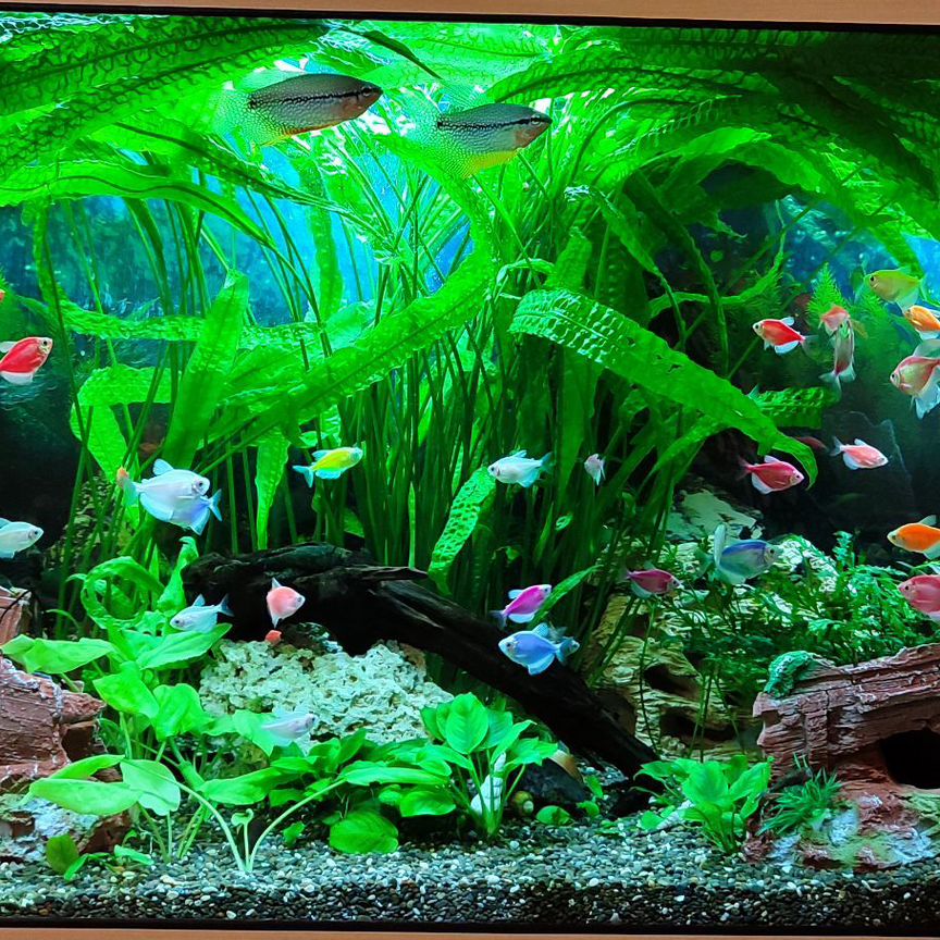 Криптокорина растение для аквариума