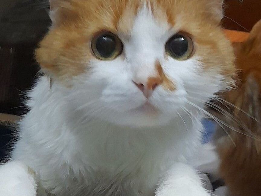 Кот в добрые руки