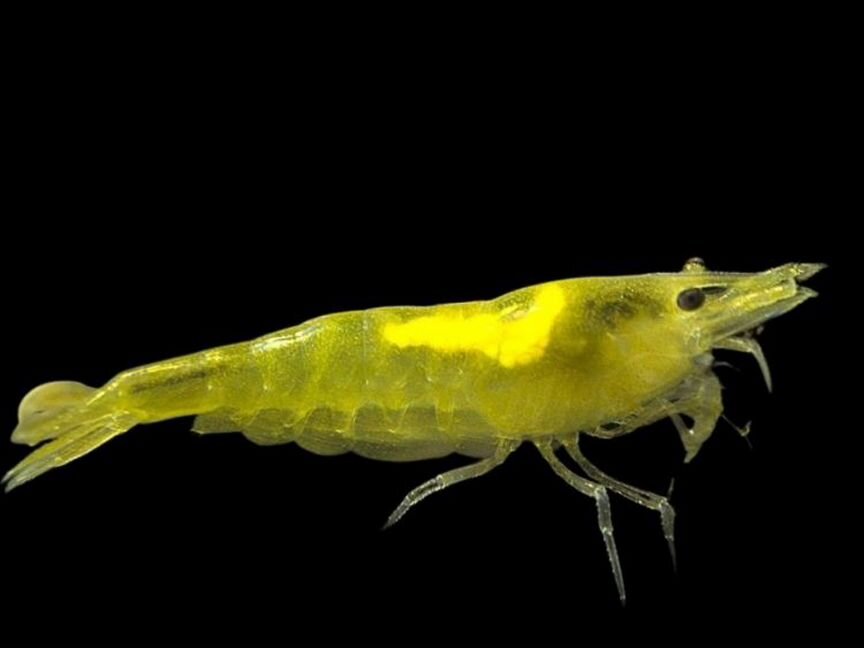 Креветка вишня желтая (неокаридина)