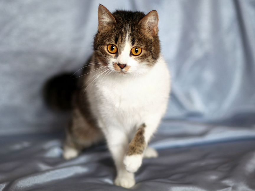 Кошка Матрёна в добрые руки