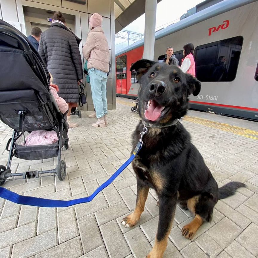 Роскошный черный немец овчарка в добрые руки