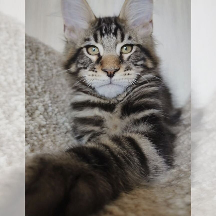 Мейн-кун котёнок