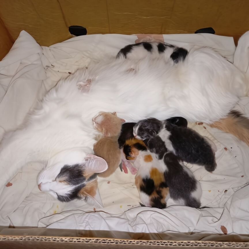 Котёнок в добрые руки