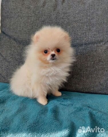 Померанский шпиц девочка