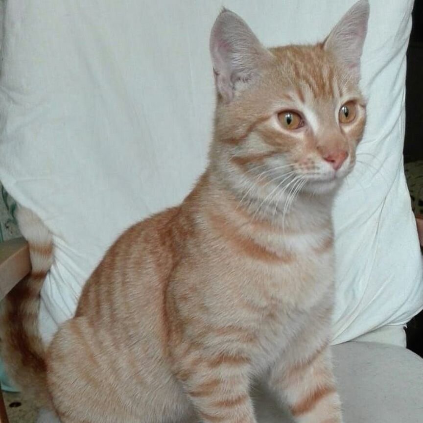 Рыжий котик Серафим