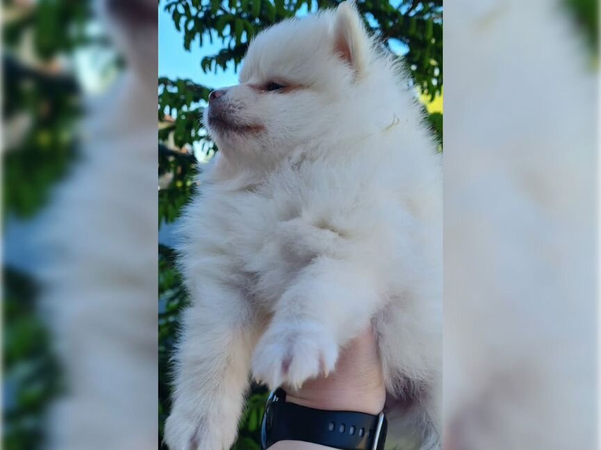 Белый померанский шпиц