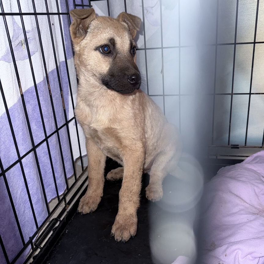 Щенок в добрые руки