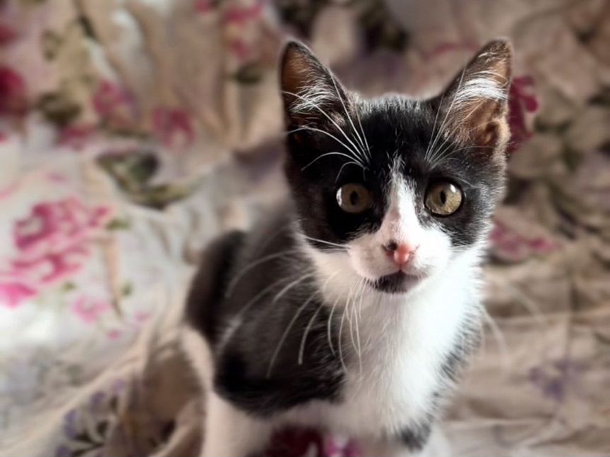 Замечательный котёнок Шерлок