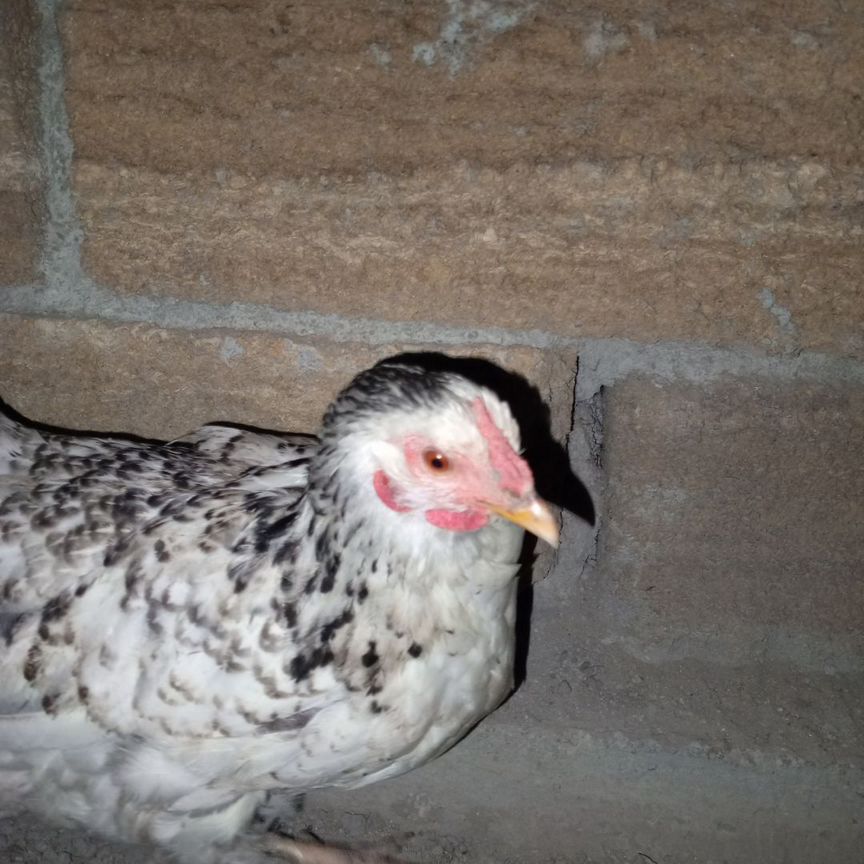 Куры несушки домашние