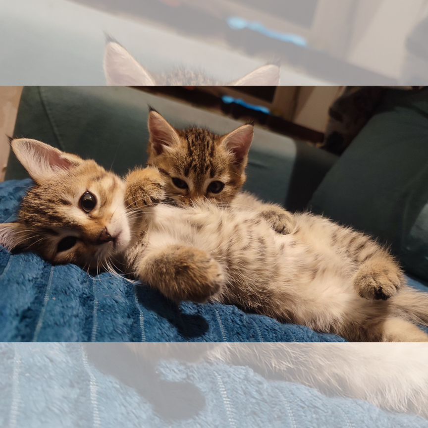 Отдам котяток