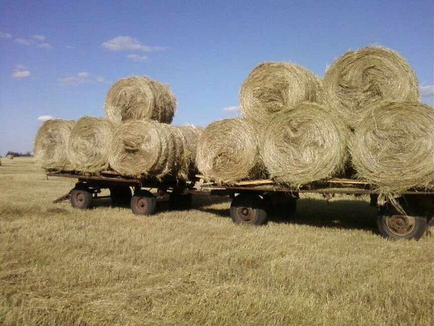 Сено оптом
