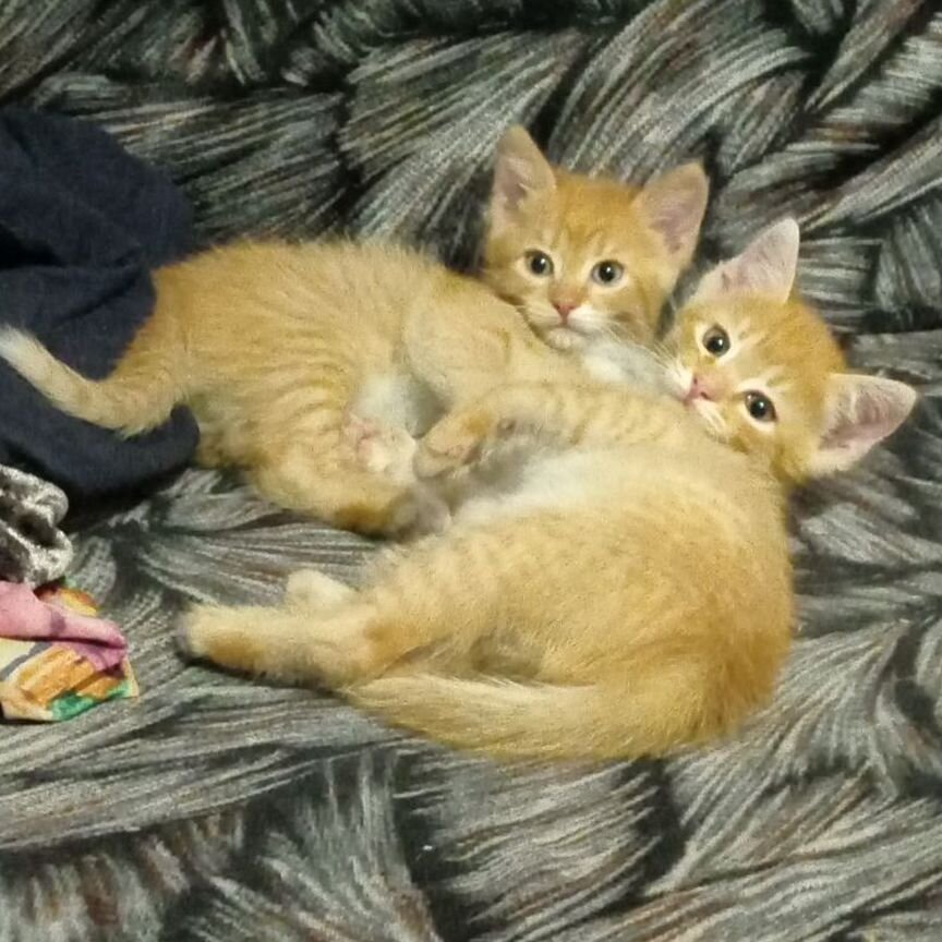 Котята в добрые руки